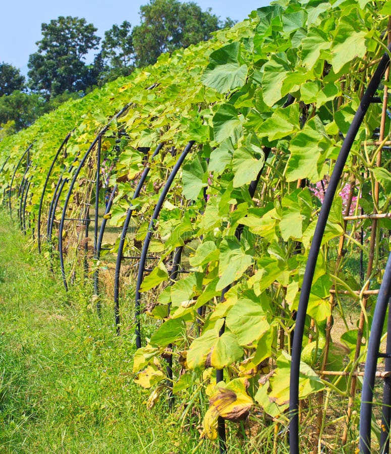 Kalebasse- Oder Flaschenkürbistunnel Stockfoto - Bild von ...
