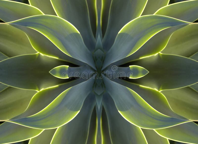 Kaleidoscope 7- Agave Heart Stock Photo - Image of dragon, centrality ...