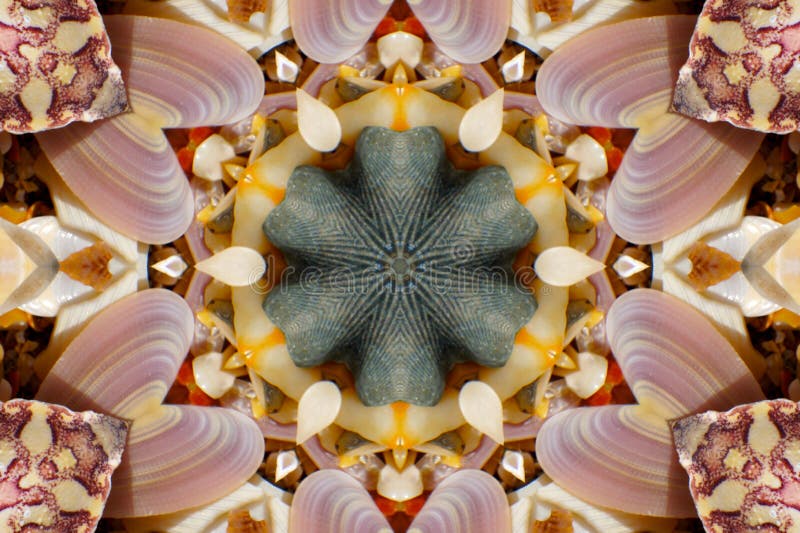 A Kaleidoscope of Seashells Stock Image - Image of shell, background ...