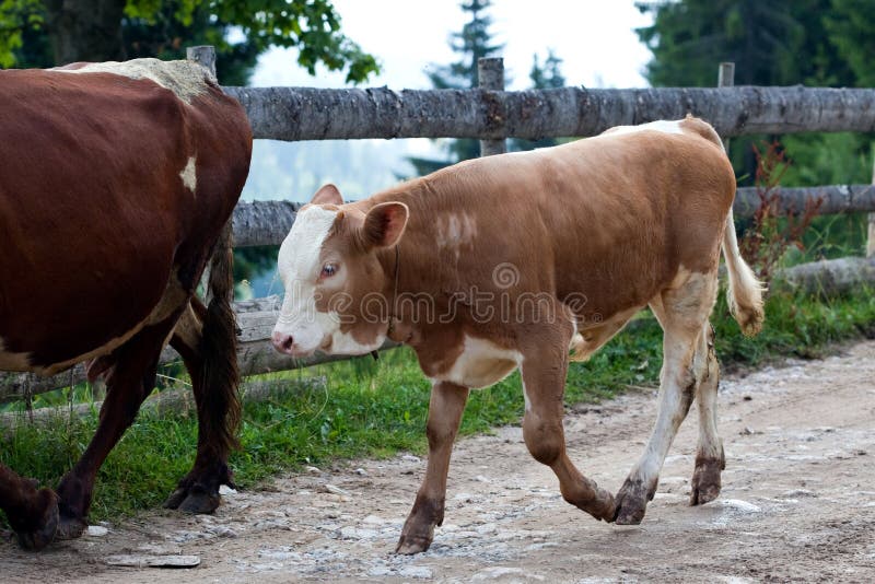 Kalf stock afbeelding. Image of gras, explosie, kalf - 10071759