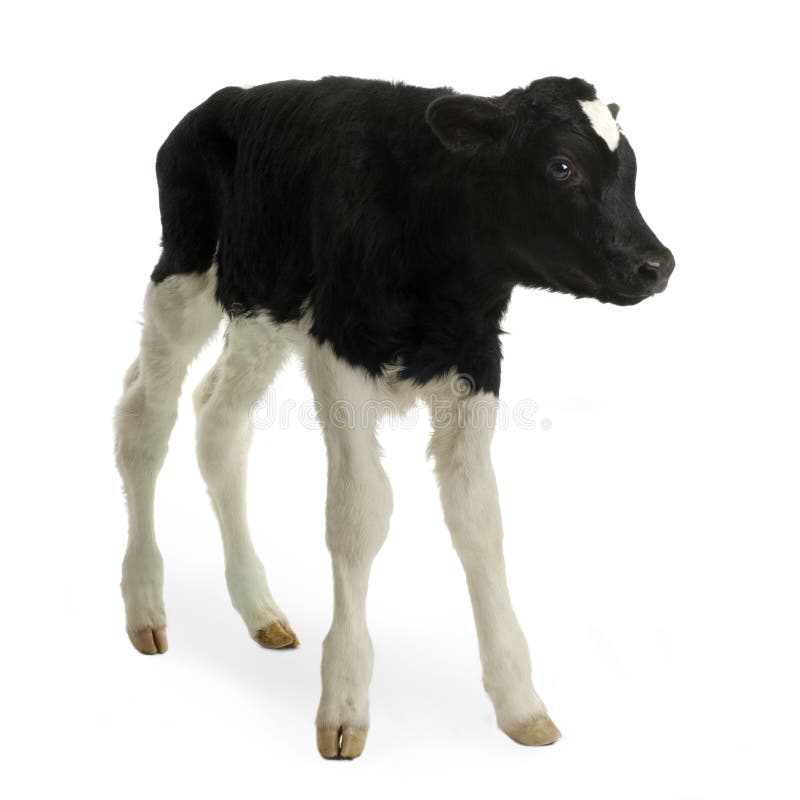 Kalf stock afbeelding. Image of dier, zoogdier, dieren - 2304549