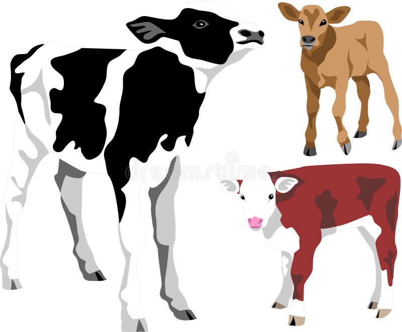 Kalf vector illustratie. Illustration of holstein, runder - 31870437