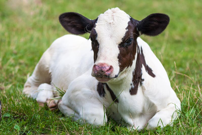 Kalf stock afbeelding. Image of holstein, fotografie, pasgeboren - 6119273