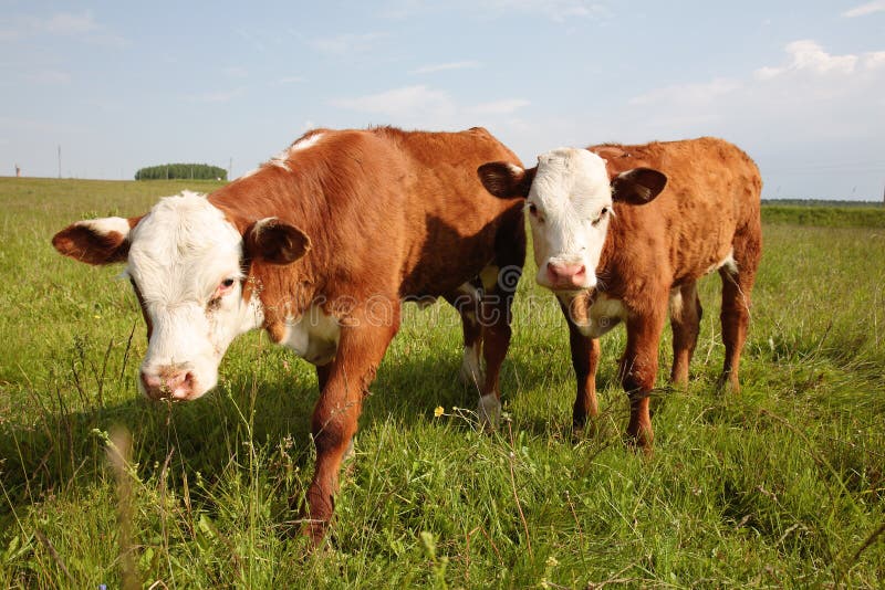 Kalf stock foto. Image of groot, kalf, rundvlees, kudde - 5480496