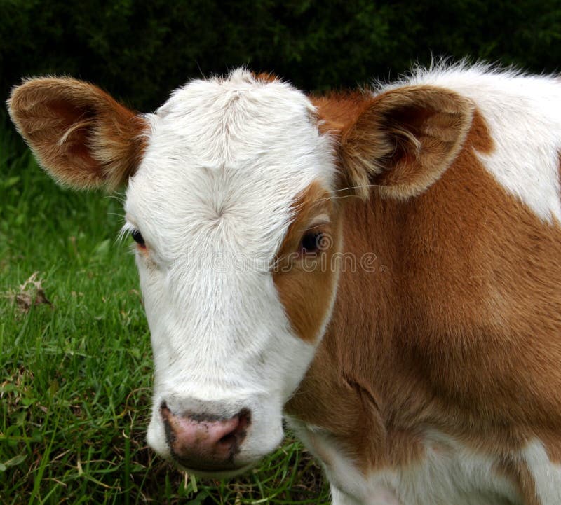 Kalf stock afbeelding. Image of oren, ogen, kudde, melk - 561863