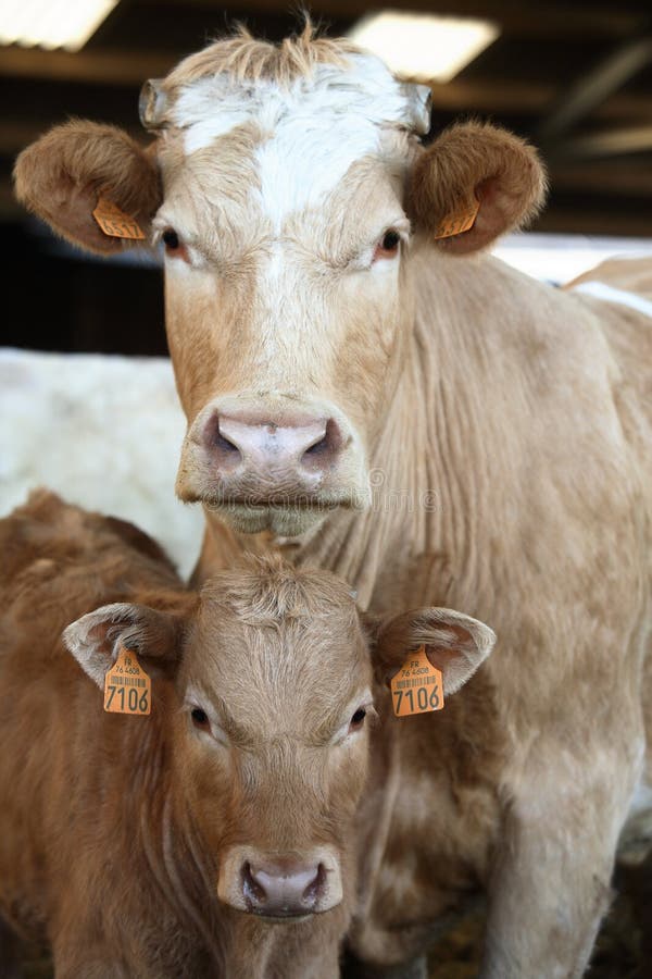 Kalf met mum stock foto. Image of gras, dier, grappig - 1690848