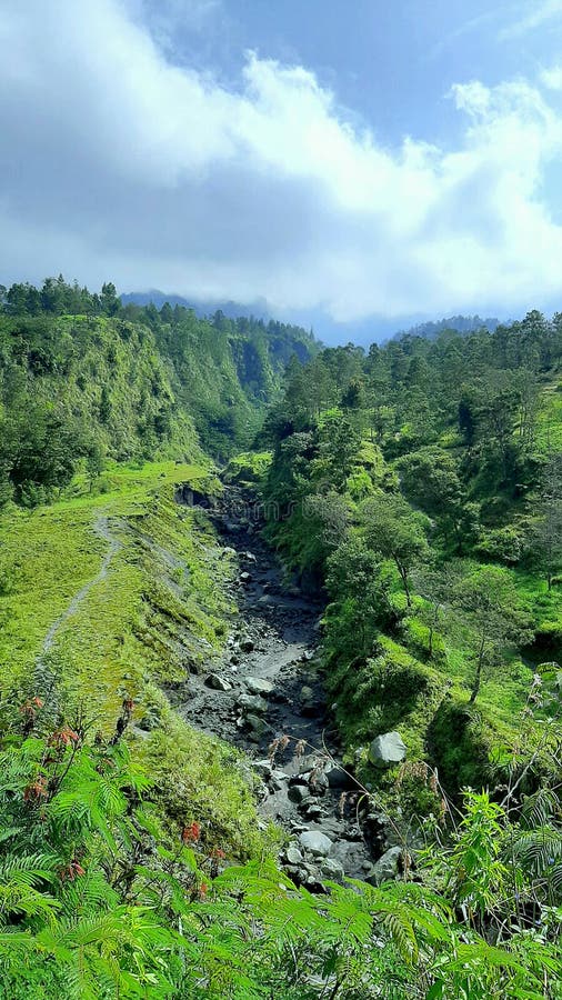 Kali talang stock image. Image of forest, talang, tree - 265639031