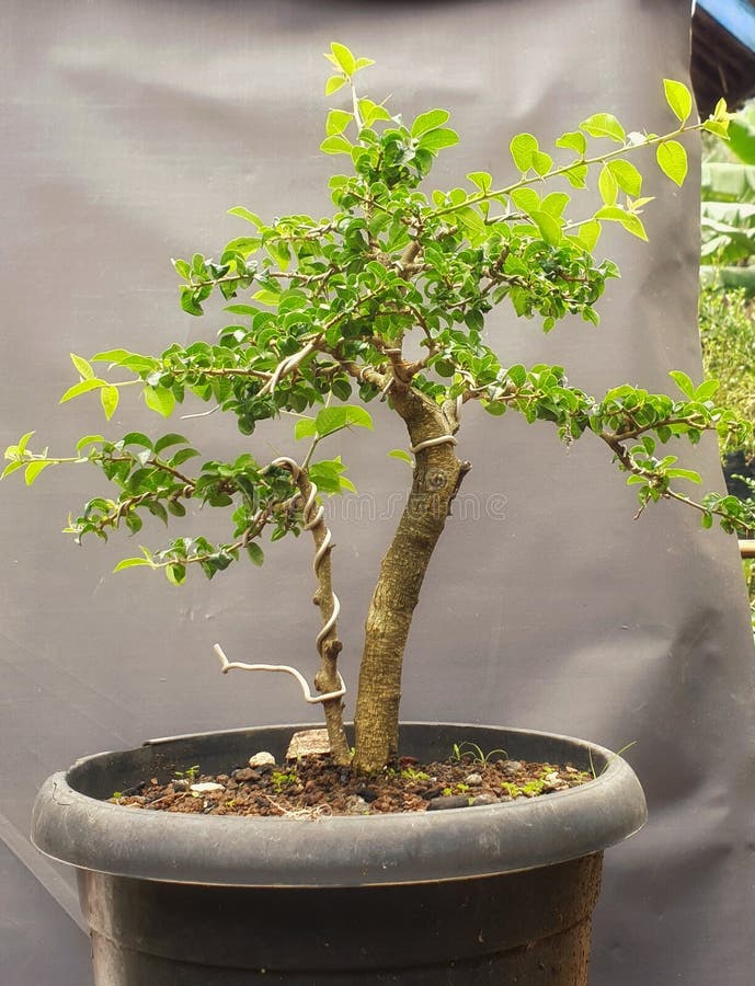 Kaliage Tree Stock Photos - Free & Royalty-Free Stock Photos from ...