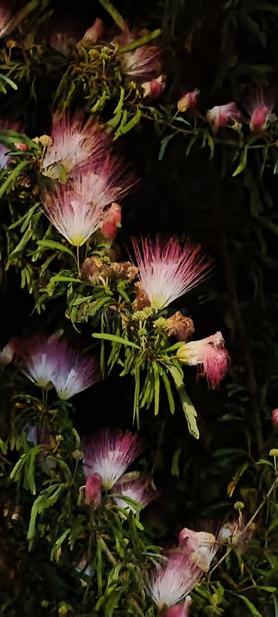 Kalianhdra Stock Photos - Free & Royalty-Free Stock Photos from Dreamstime