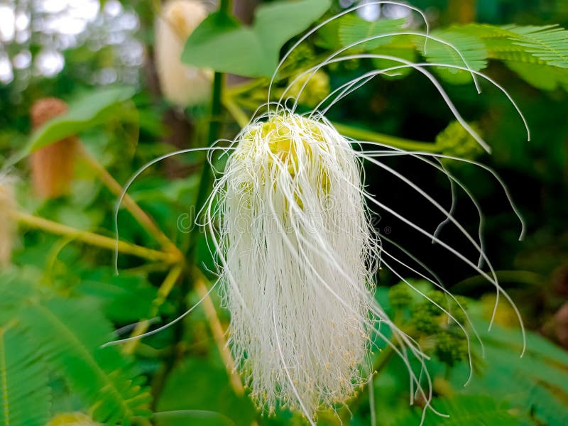 Unique Kaliandra Flower Stock Photos - Free & Royalty-Free Stock Photos ...