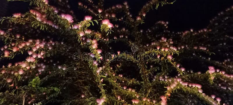 Kaliandra Flower at the Night Stock Photo - Image of dark, kaliandra ...