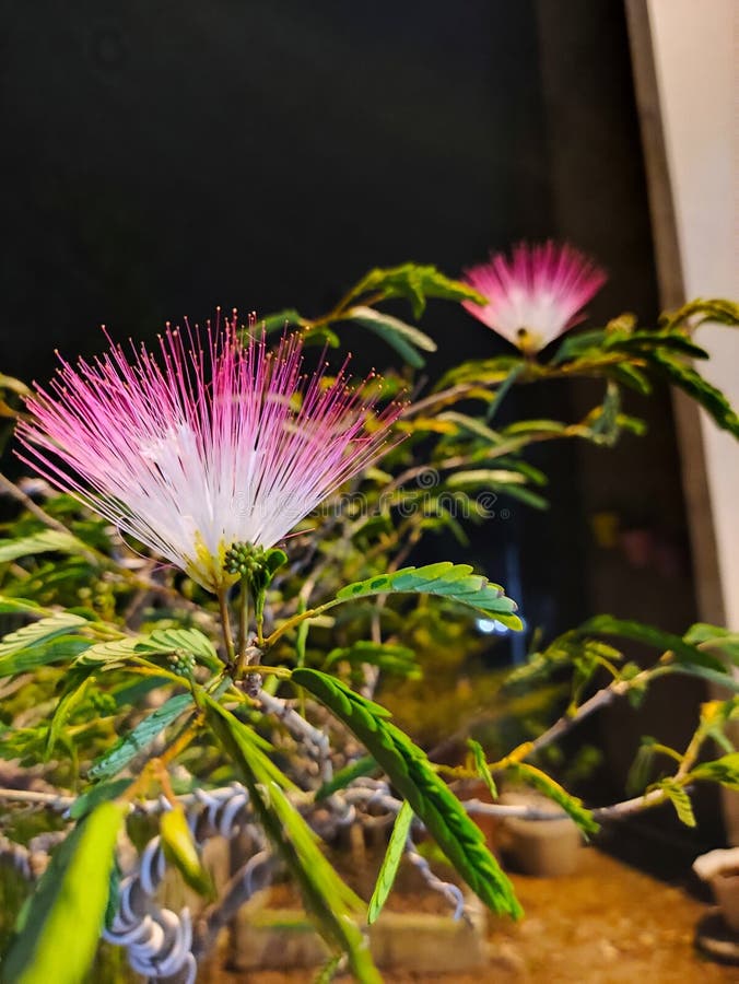 Kaliandra stock image. Image of plant, wildflower, blossom - 226943415