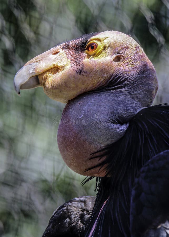 Kalifornien kondor arkivfoto. Bild av hövdat, medf8ort - 96269854