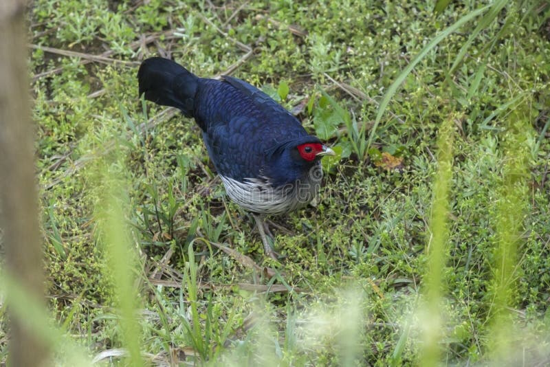 A Kalij Pheasant Bird at Lava, West Bengal, India Stock Image - Image ...