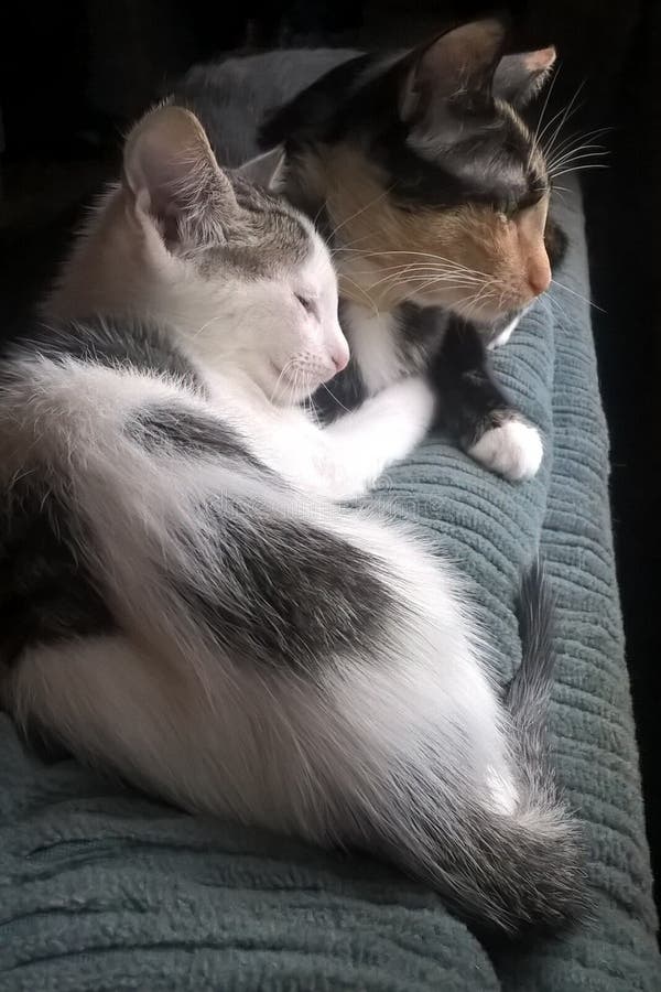 Kaliko-Katze stockbild. Bild von amerika, inländisch - 86071367