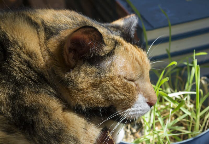 Kaliko-Katze stockbild. Bild von geländer, orange, gehockt - 61992595