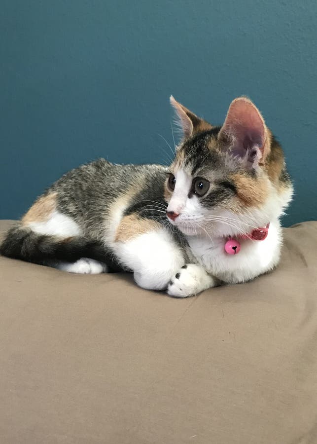 Kaliko-Katze stockbild. Bild von amerika, frau, orange - 86071367