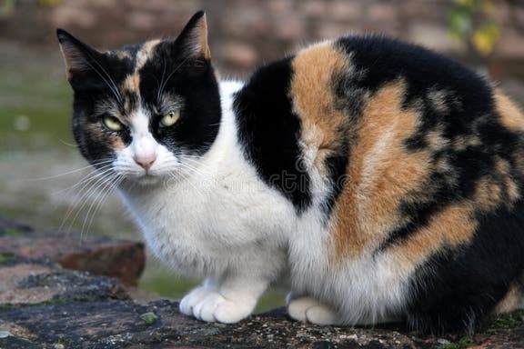 Kaliko-Katze stockbild. Bild von schwarzes, sitzung, katze - 18033179