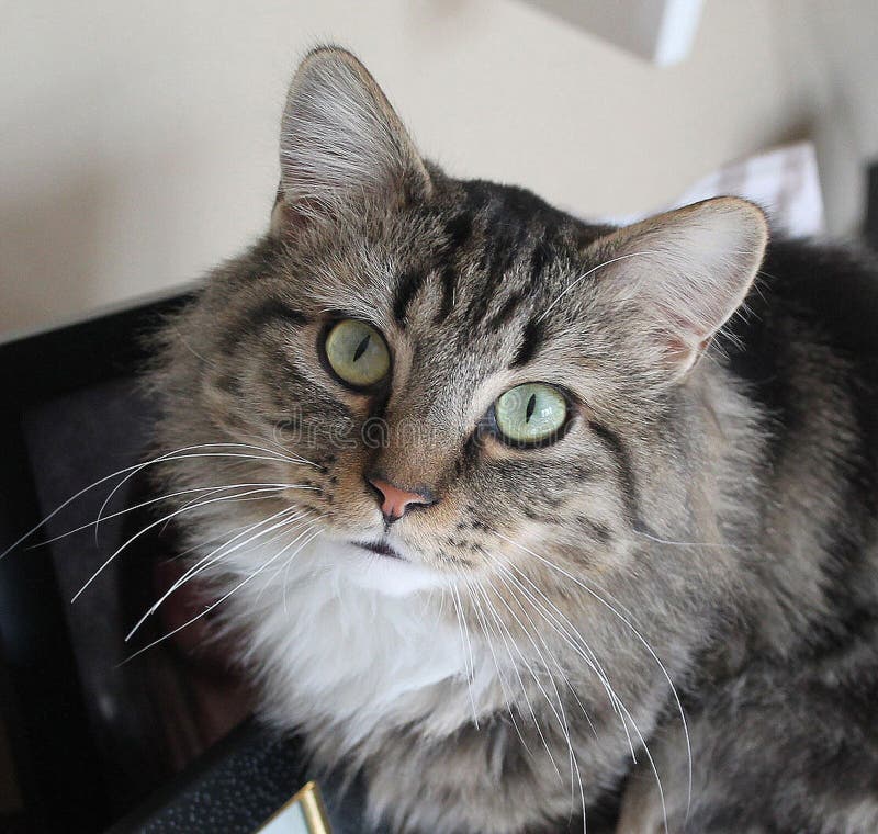 16,639 Kaliko Stock Fotos - Freie & Royalty-Free Stock Fotos von Dreamstime