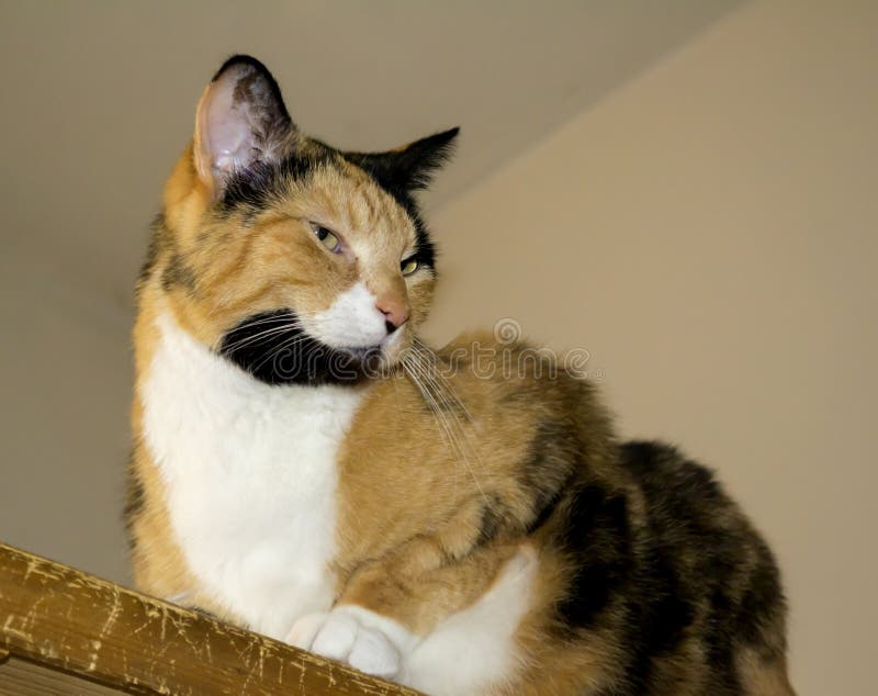 Kaliko-Katze stockbild. Bild von geländer, orange, gehockt - 61992595