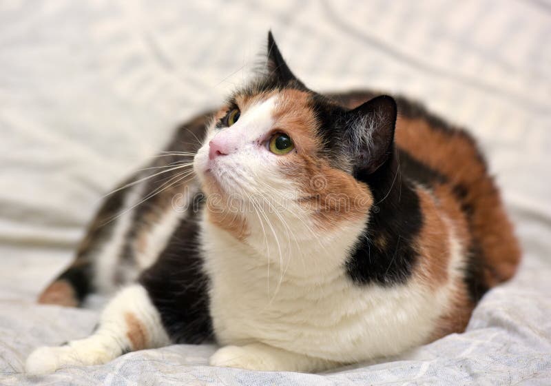 Kaliko-Katze stockbild. Bild von katze, kaliko - 18033179