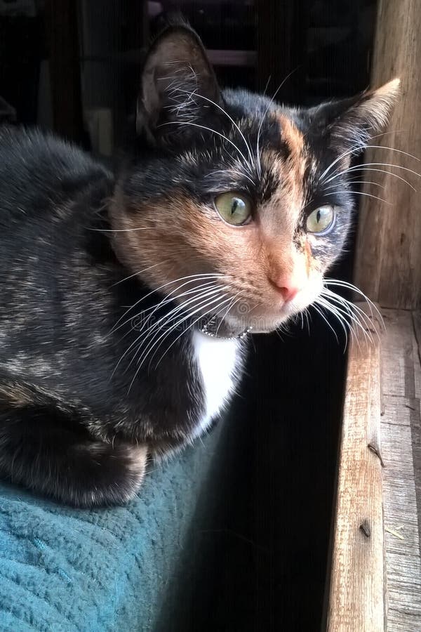 Kaliko-Katze stockfoto. Bild von frauen, schwarzes, farbe - 85446834