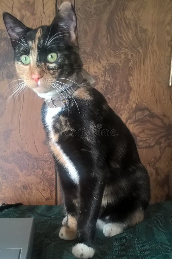 Kaliko-Katze stockfoto. Bild von kaliko, ladung, katze - 85446826