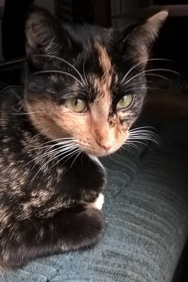 Kaliko-Katze stockbild. Bild von amerika, inländisch - 86071367