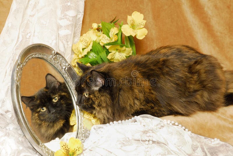 Kaliko-Katze Auf Tierdruck Mit Spiegel Stockfoto - Bild von legen ...