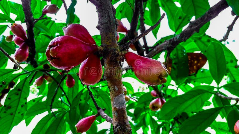 Kalimantan Forest Guava Fruit. Stock Photo - Image of forest, evergreen ...