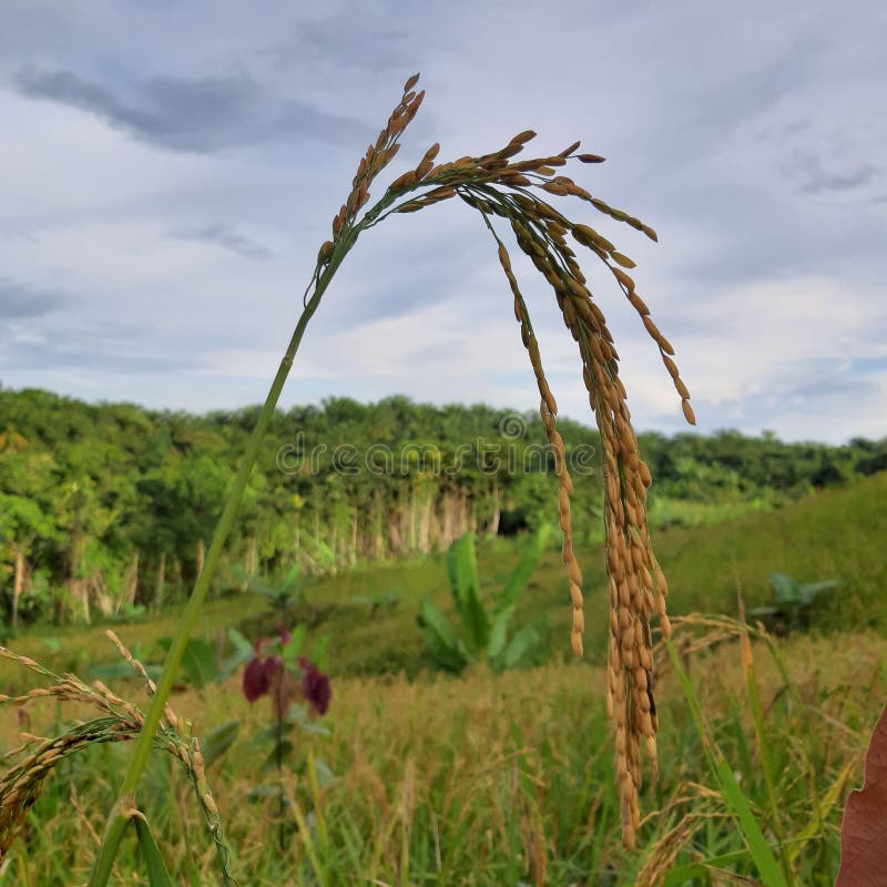 Kalimantan rice garden stock image. Image of garden - 266462159