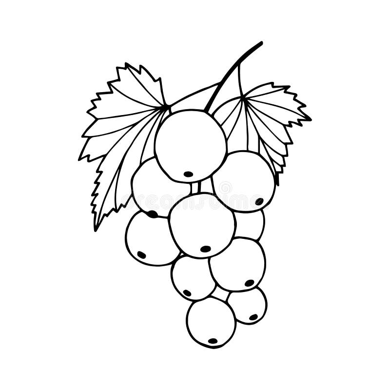 Kalina Berries. Vector Stock Illustration Eps10. Isolate on White ...