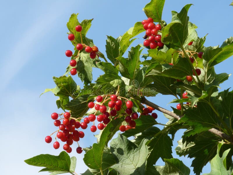 Kalina red stock photo. Image of ripe, branch, bunch - 17122000