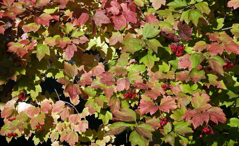 Kalina Red Berry on a Branch Stock Image - Image of nutrition, garden ...