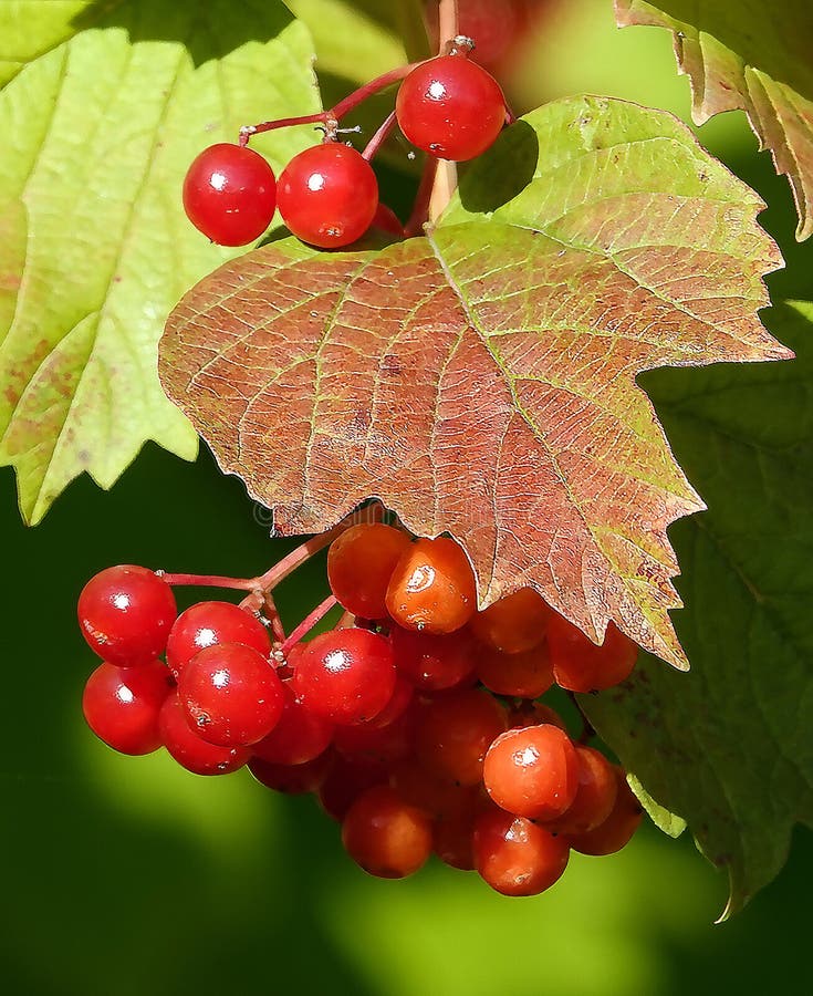 Kalina Red Berry on a Branch Stock Image - Image of berries, autumn ...