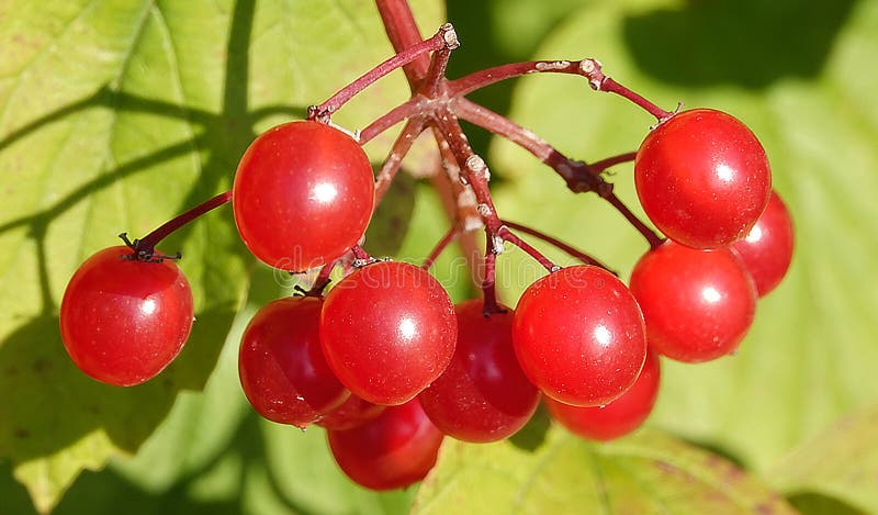 Kalina Red Berry on a Branch Stock Photo - Image of medicine, berries ...