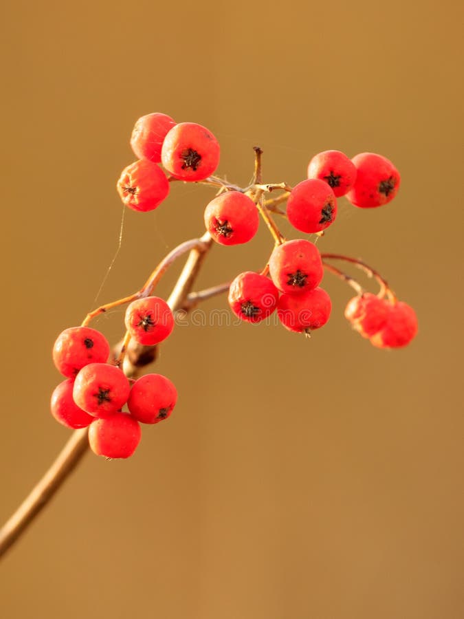 Kalina Red in Nature in the Fall Stock Photo - Image of fall, ripe ...