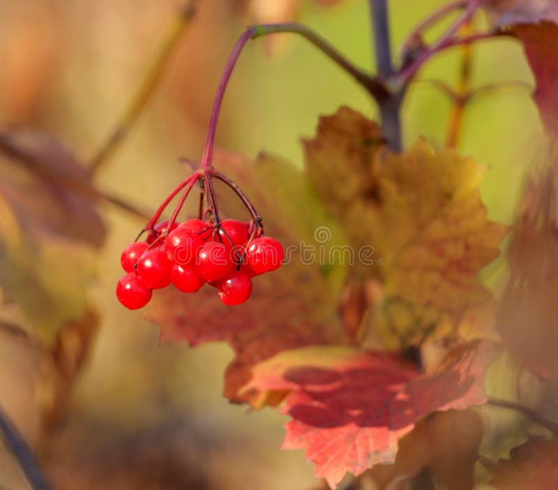 Kalina Red in Nature in the Fall Stock Photo - Image of fall, summer ...