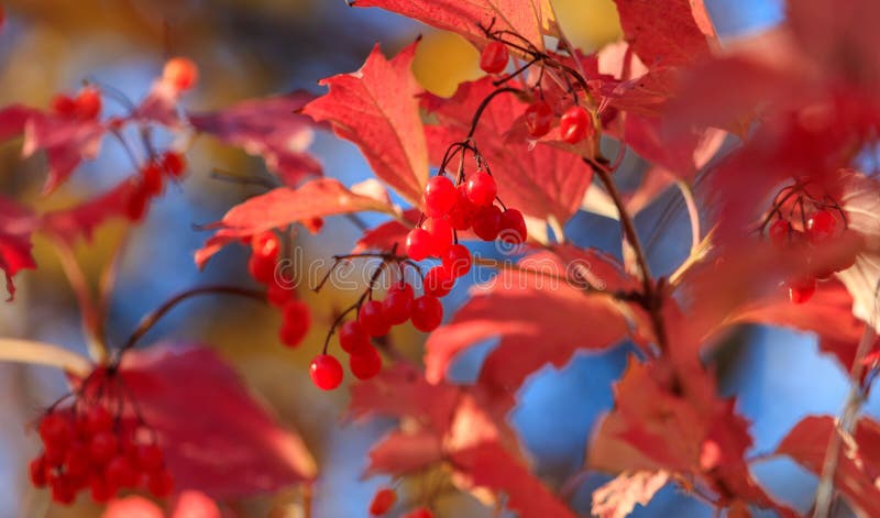 Kalina Red in Nature in the Fall Stock Photo - Image of decoration ...