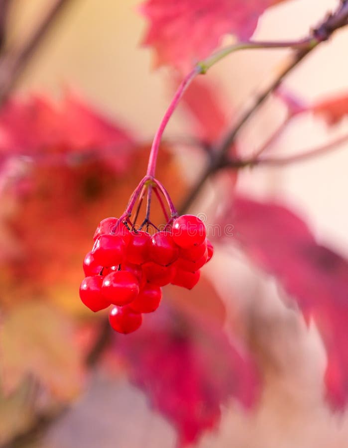 Kalina Red in Nature in the Fall Stock Image - Image of tree, autumn ...