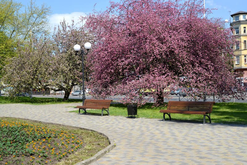 KALININGRAD, RUSSIA. Spring Square with the Blosoming Nedzvetsky`s ...