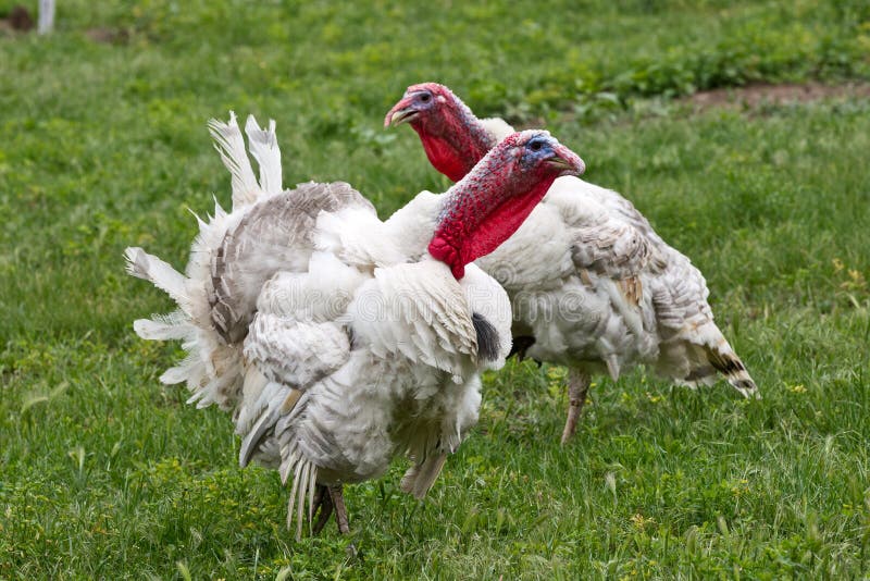 Wit kalkoenen rood hoofd stock afbeelding. Afbeelding bestaande uit ...