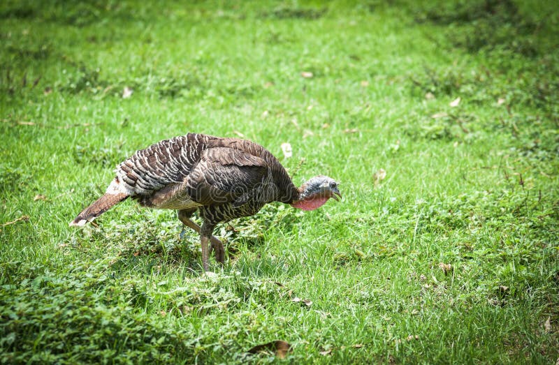 Kalkon arkivfoto. Bild av fira, fält, vild, gräs, fjädrar - 122473924