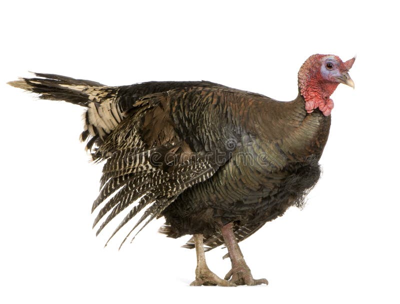 Kalkon arkivfoto. Bild av manlig, nötkreatur, isolerat - 4575584