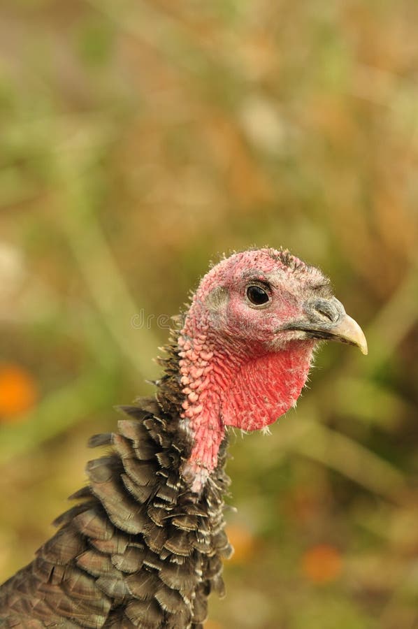 Kalkon fotografering för bildbyråer. Bild av closeup - 65876717