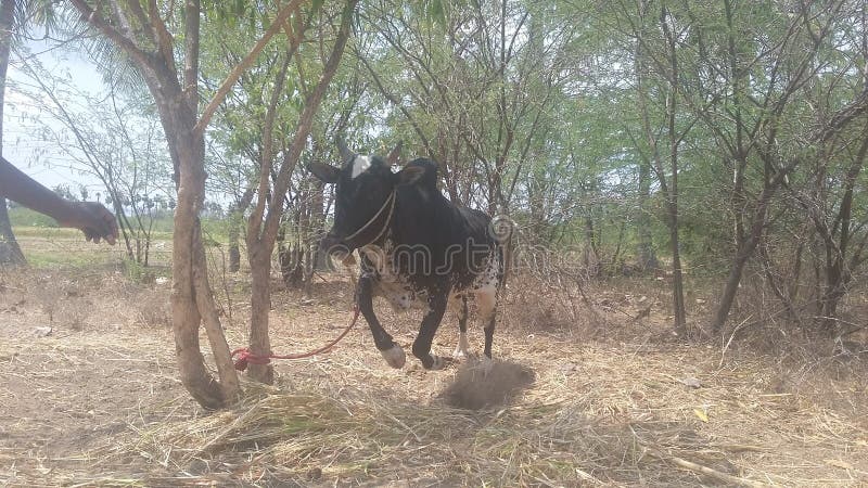 Kallai Stock Photos - Free & Royalty-Free Stock Photos from Dreamstime