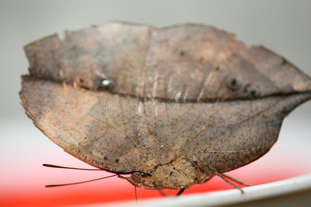 Kallima Inachus stock image. Image of transformation - 49833935