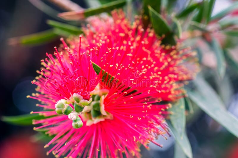Kallistemon or Red Stigma or Beautiful Stitch, Stock Photo - Image of ...