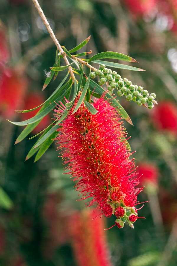 Kallistemon or Red Stigma or Beautiful Stitch, Stock Image - Image of ...