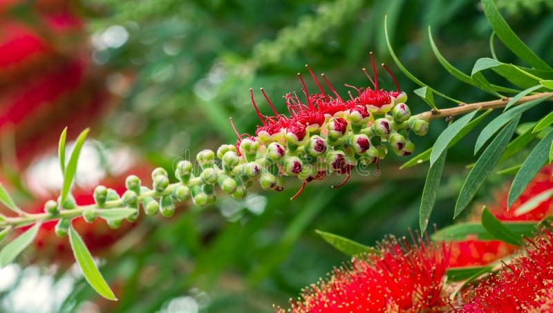 Kallistemon or Red Stigma or Beautiful Stitch, Stock Photo - Image of ...